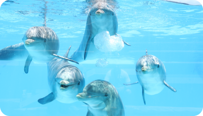 Zoomarine | Dolphin Emotions